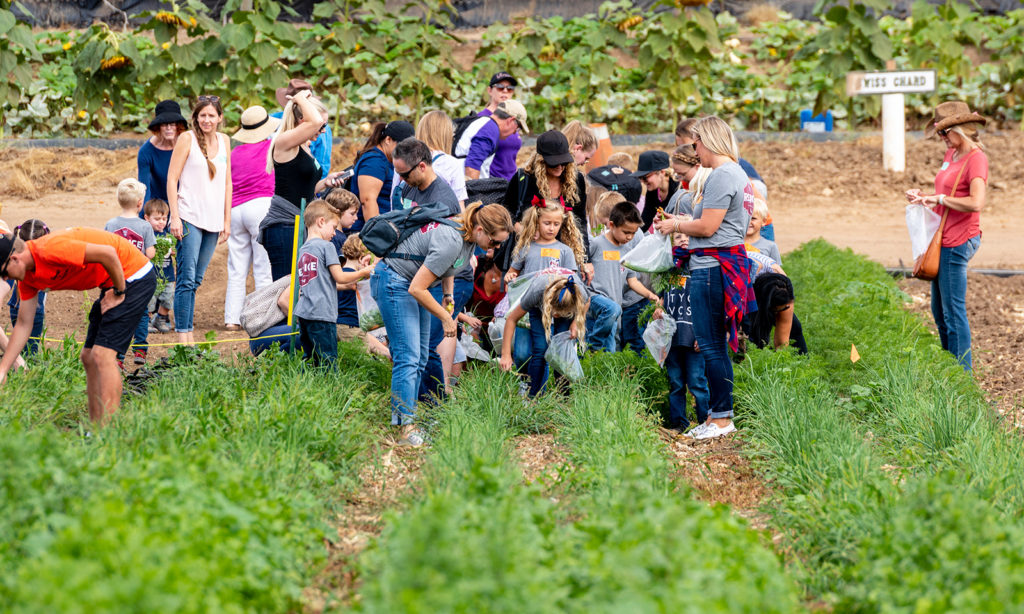 Tanaka_Farms-15-LR - Irvine Standard