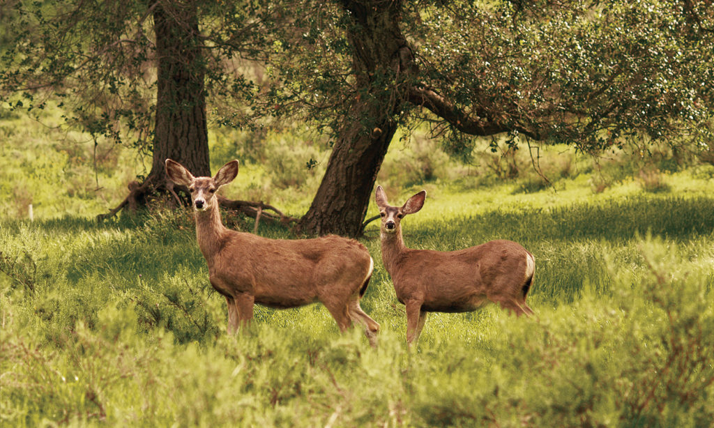 Irvine Ranch Open Space and Trails