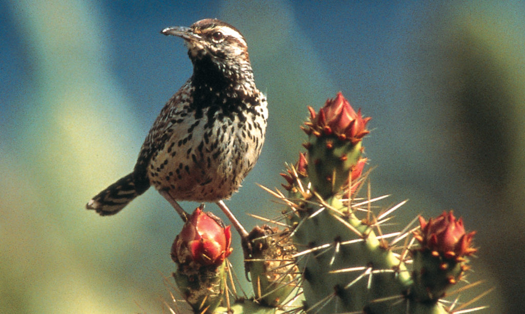 Irvine Ranch Open Space and Trails