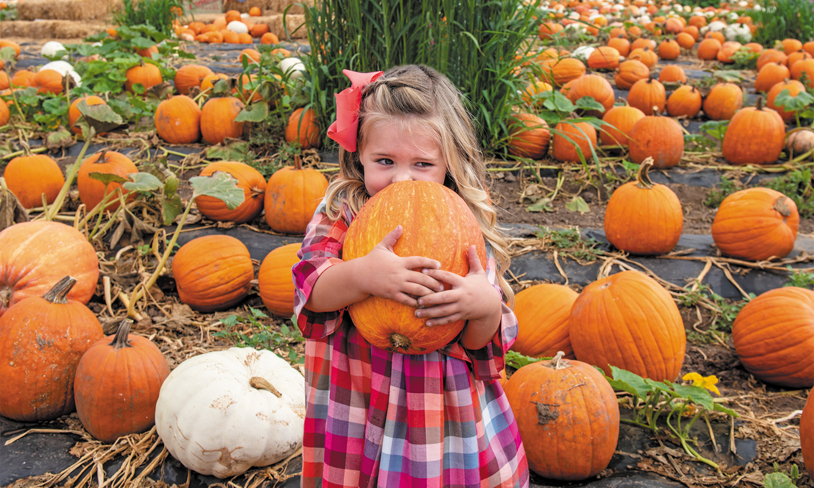 Tanaka Farms is Irvine’s family farm