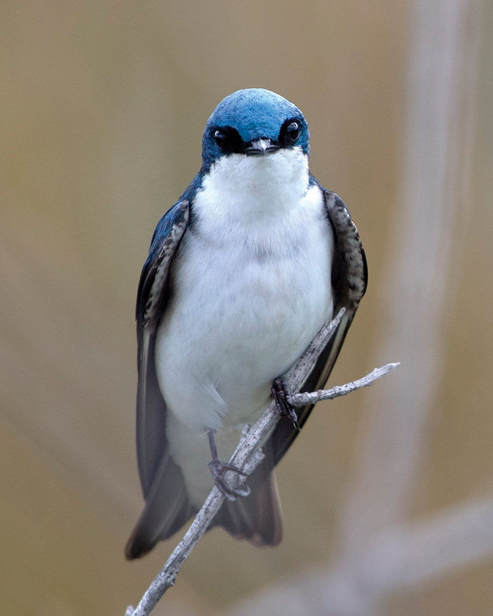 327 species of birds, and counting - Irvine Standard