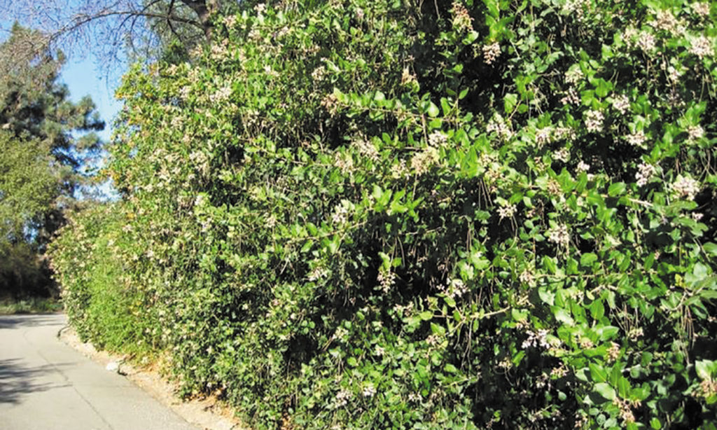 California native plant of the month: Lemonade berry