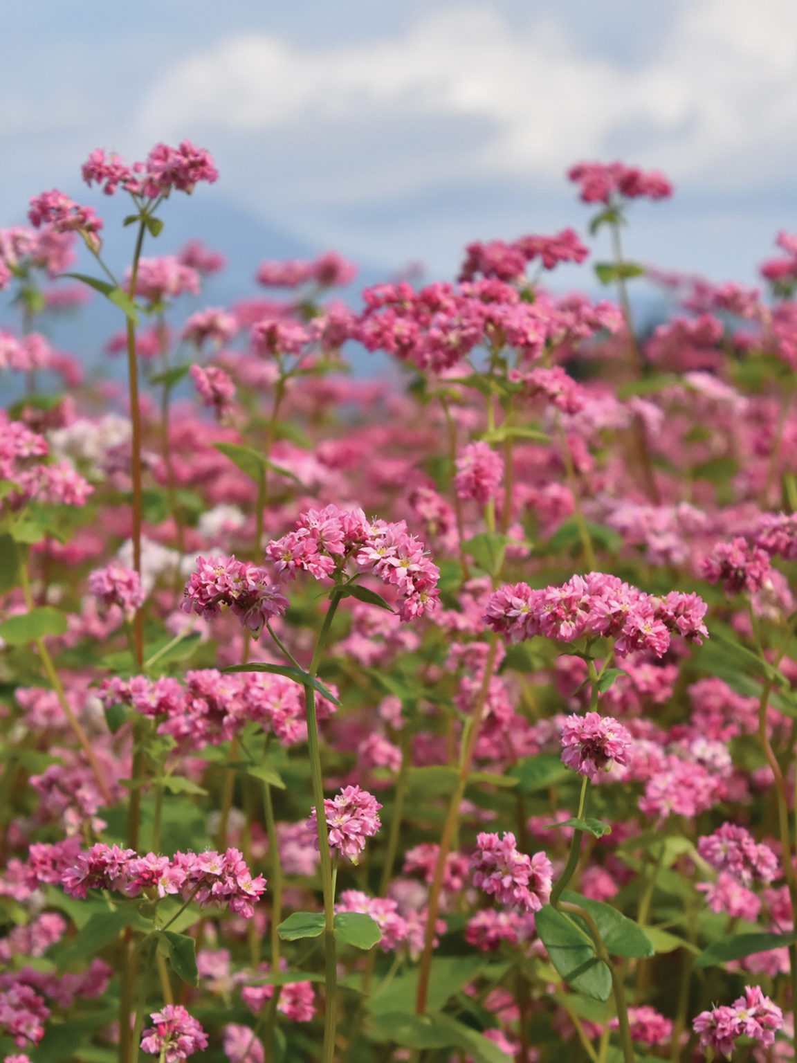 Red buckwheat - Irvine Standard