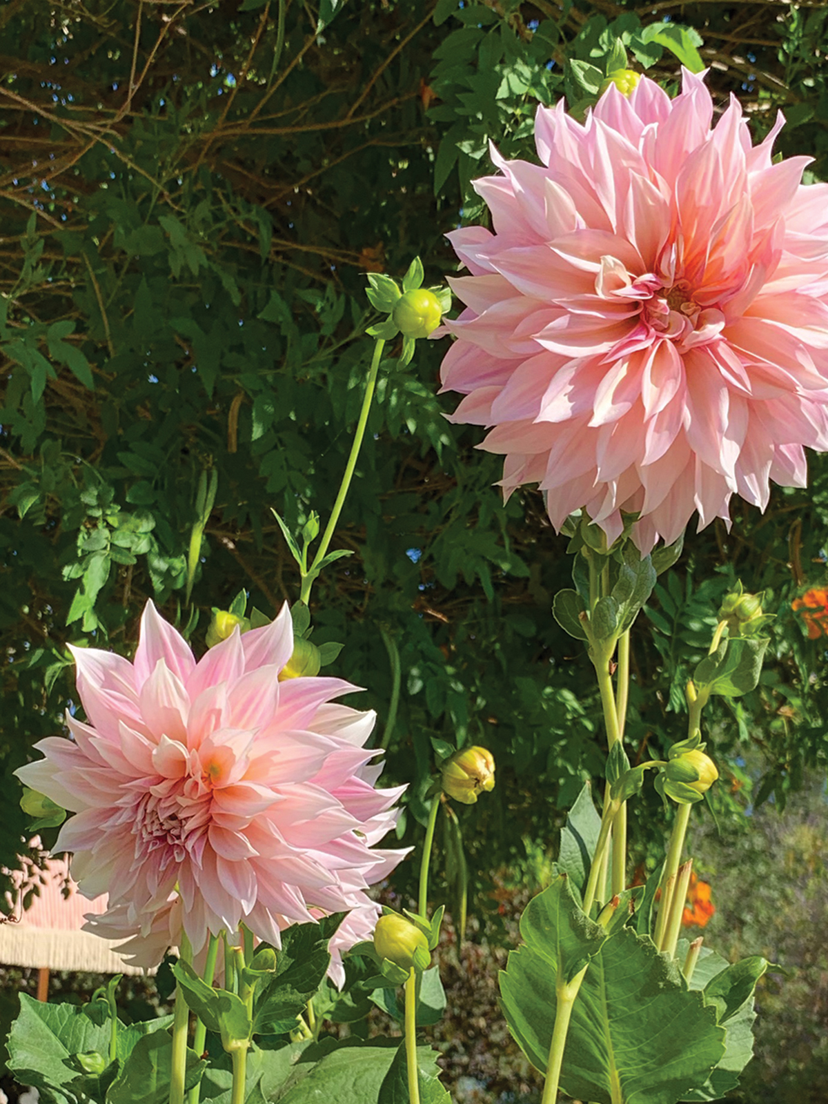 Plant your way to good health this spring