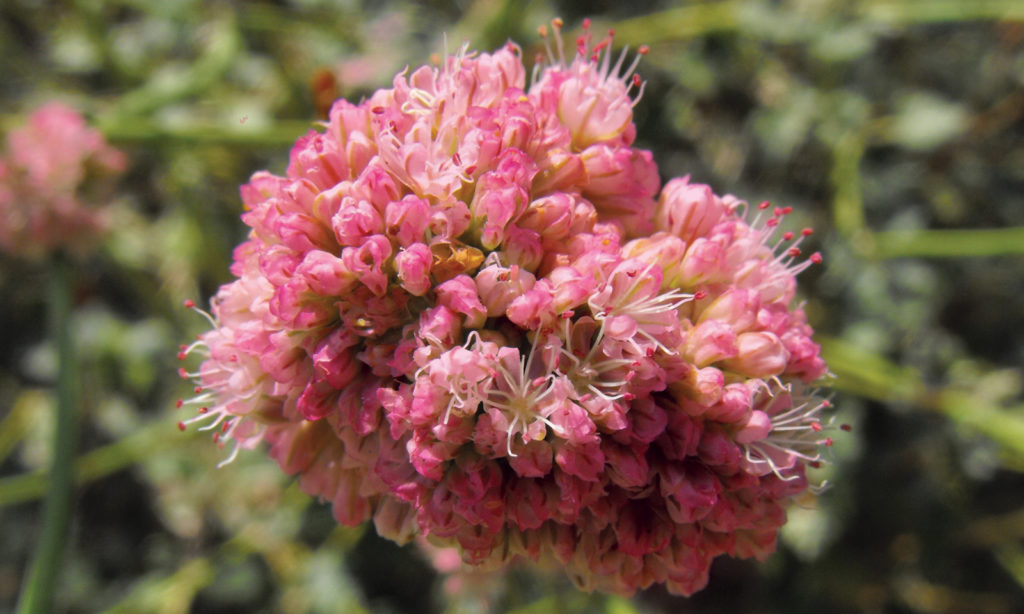 A splash of color for your garden this fall