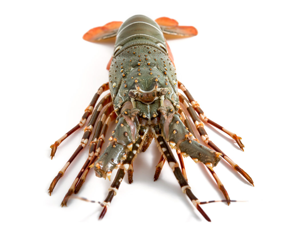 An Irvine tradition: Summertime at Crystal Cove