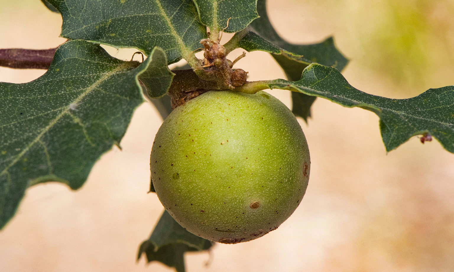 Connecting with nature