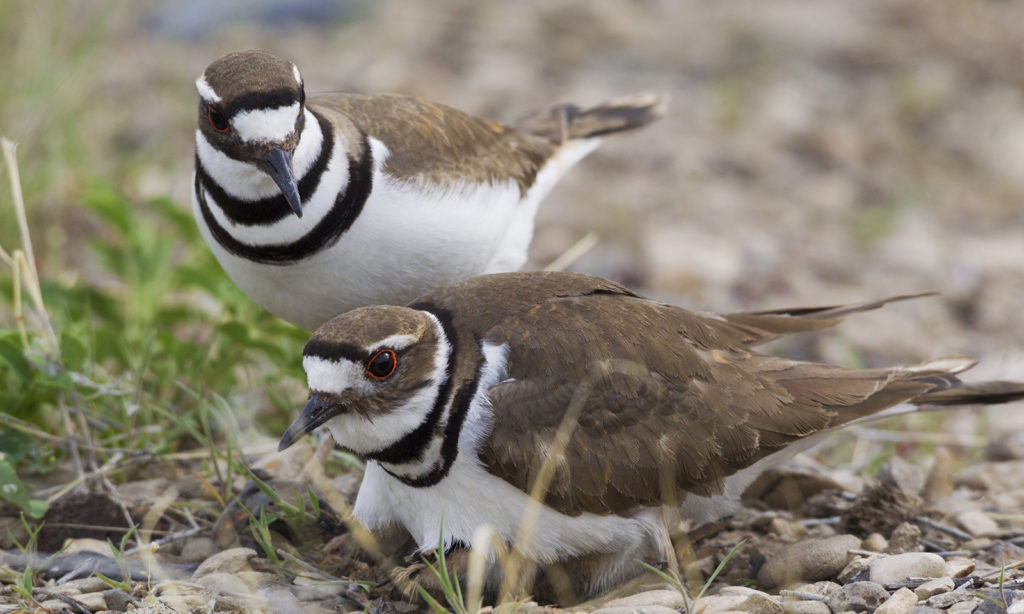 Birds to watch at your village park