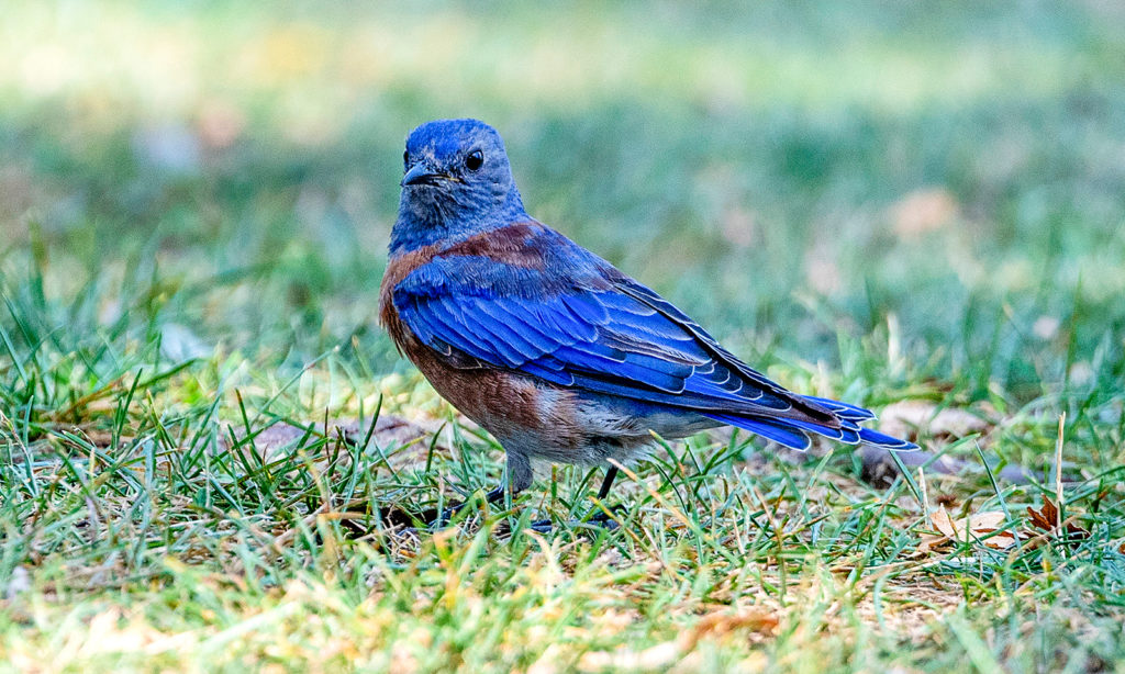Birds to watch at your village park