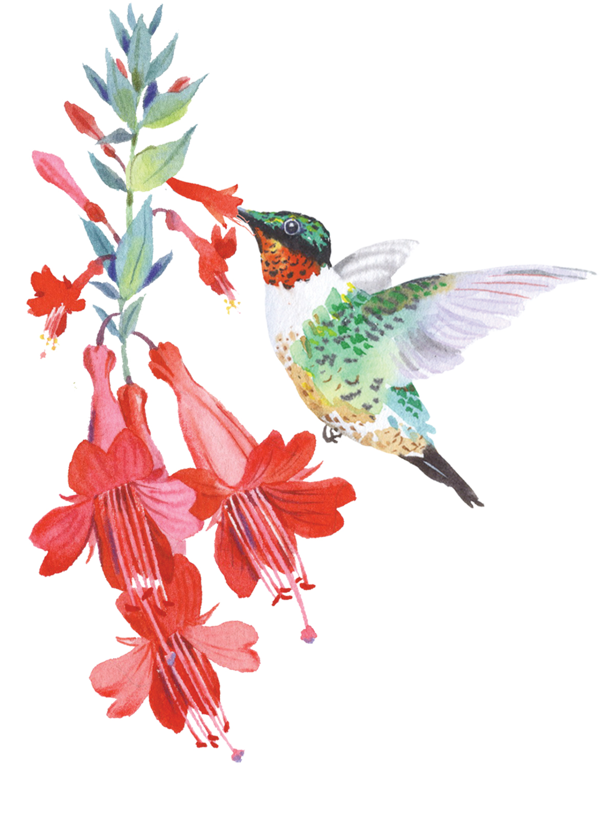 CALIFORNIA NATIVE PLANT OF THE MONTH