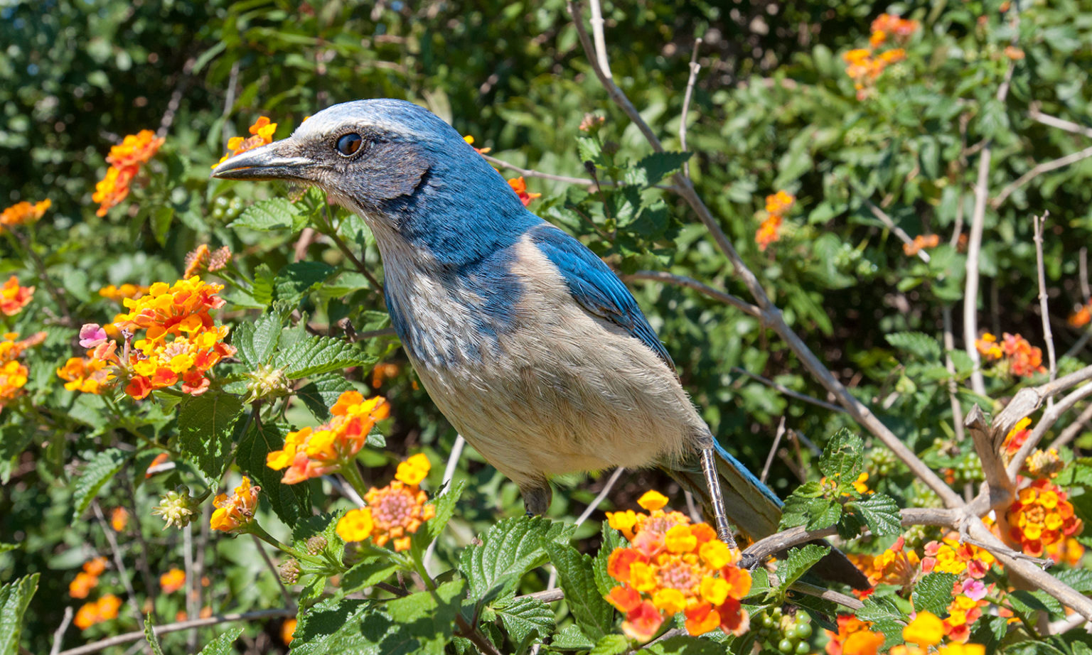 California native plants are for the birds