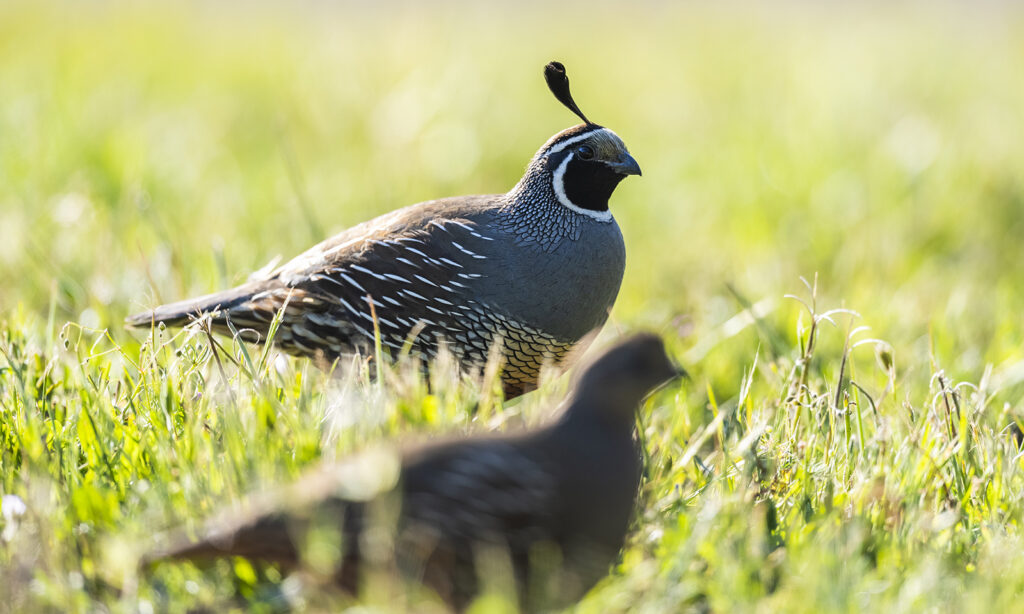 Quail In The Wilderness